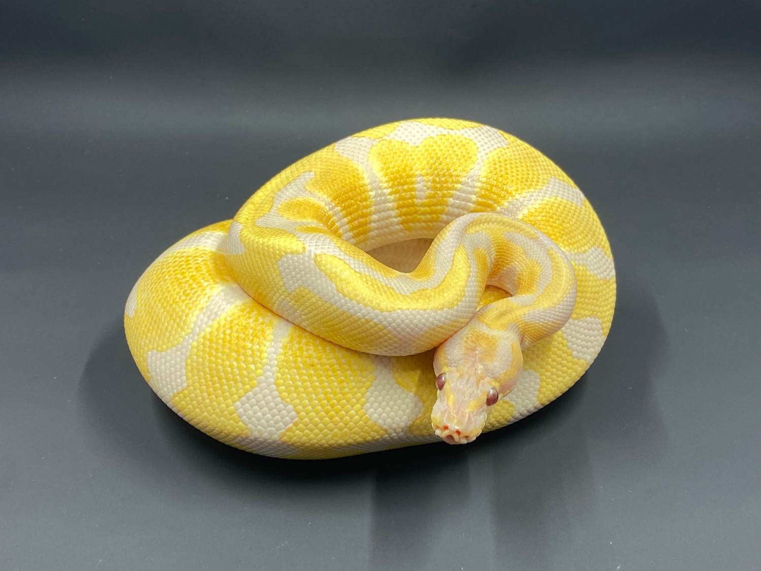 Lavender 66% Het Pied Ball Python by NashTY Morphs - MorphMarket
