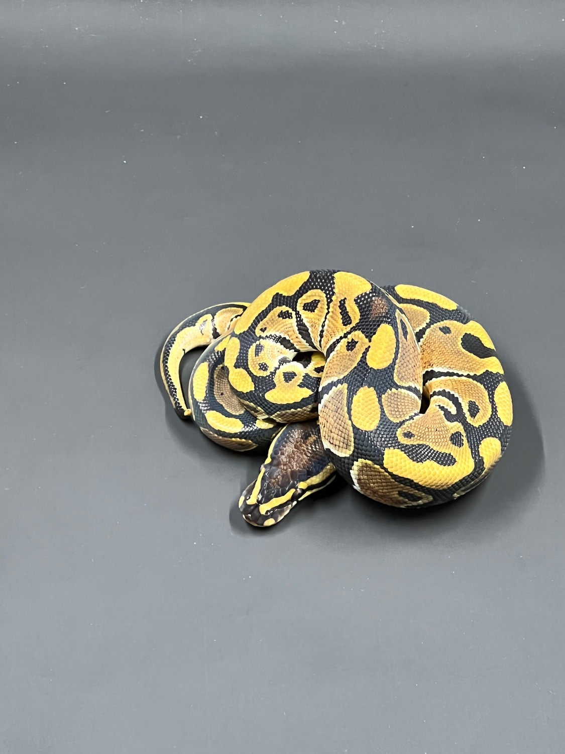 Blade DH Sunset Clown Ball Python by NashTY Morphs - MorphMarket