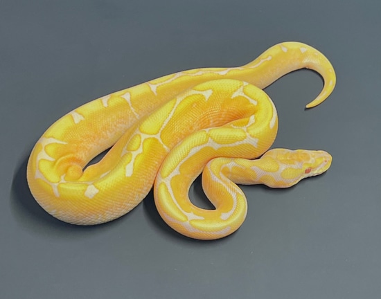 Spider Lavender 50% Het Monsoon Ball Python by NashTY Morphs