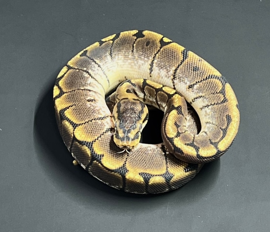 Spider Het Lavender 50% Het Monsoon Ball Python by NashTY Morphs