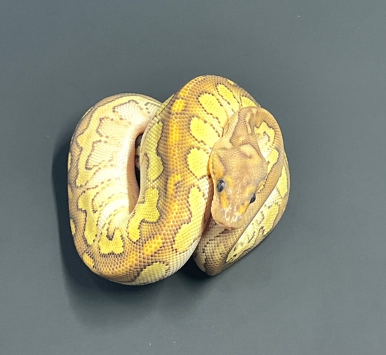 Lesser Black Pastel Yellow Belly Clown Ball Python by NashTY Morphs