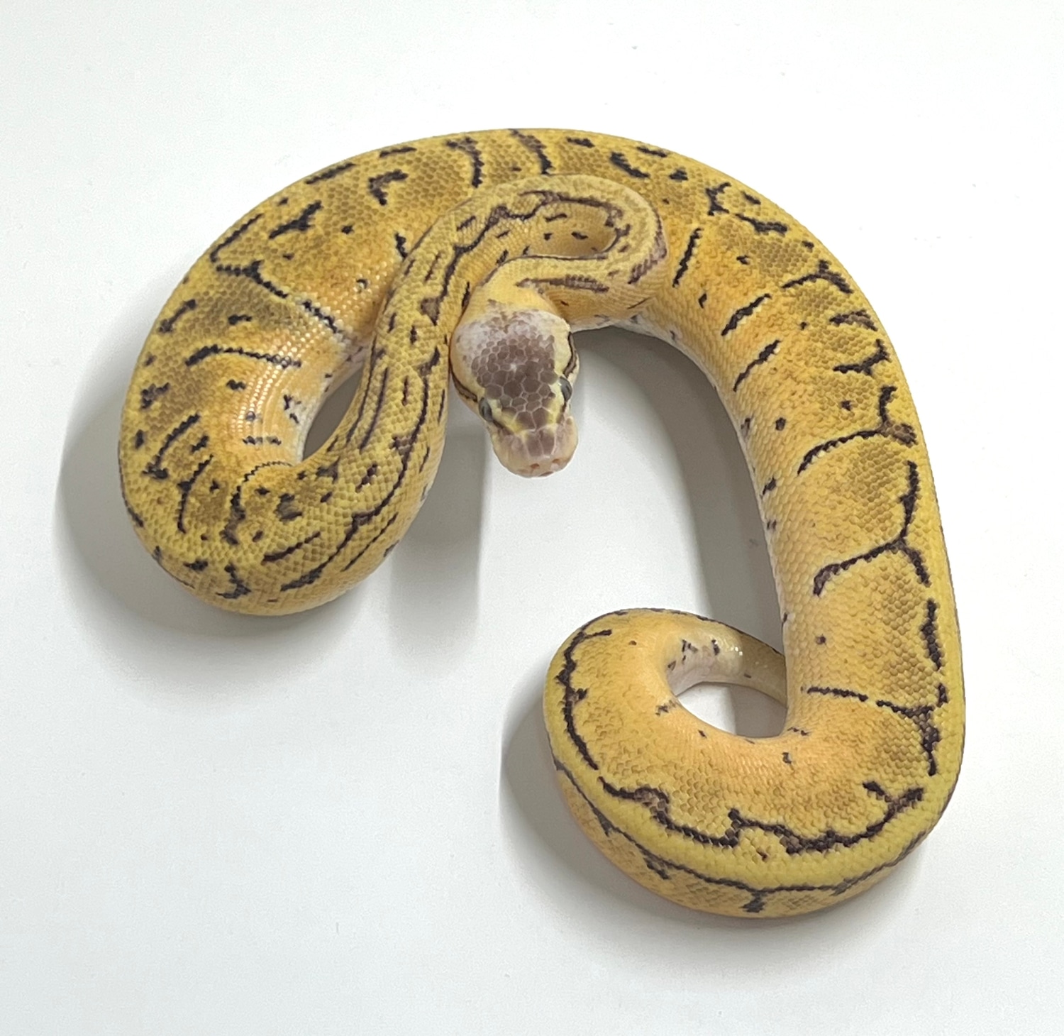 Pastel Yellow Belly Pinstripe Het Sunset Ball Python by NashTY Morphs ...