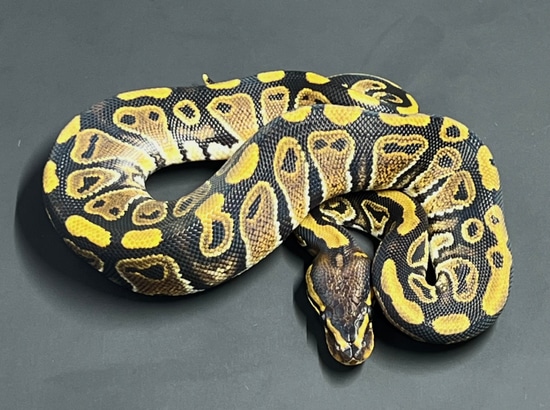 Normal DH Sunset Clown Ball Python by NashTY Morphs