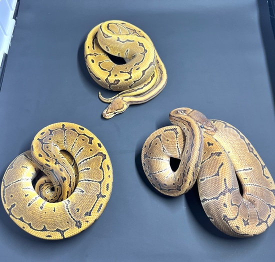 Pinstripe DH Sunset/Enhancer Ball Python by NashTY Morphs