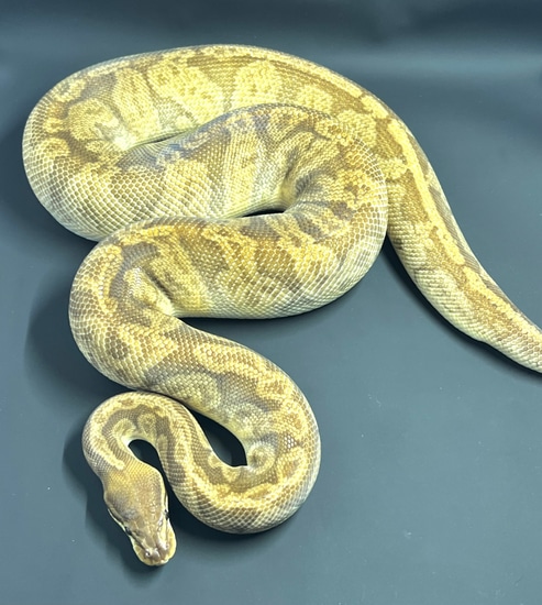 Proven Breeder Sunset Ball Python by NashTY Morphs