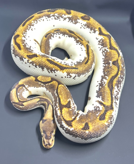 OD Enchi Calico Spider Het Pied Ball Python by NashTY Morphs