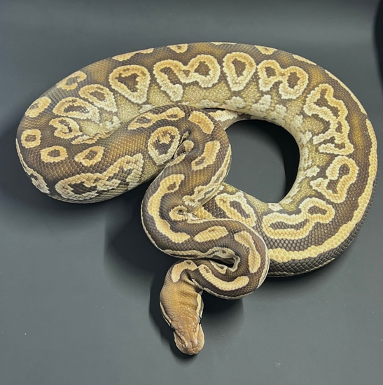 Proven Black Pastel Mojave DH Monsoon Lavender Ball Python by NashTY Morphs