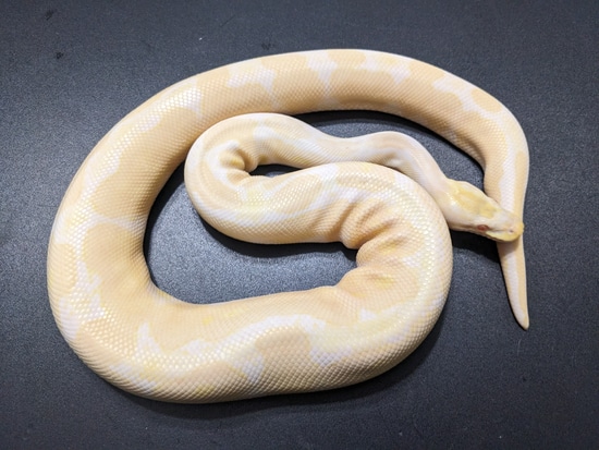 Albino Het Axanthic (VPI) Ball Python by Good Vibes Constrictors