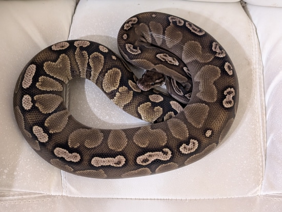 Adult GHI Mojave Ball Python by Good Vibes Constrictors