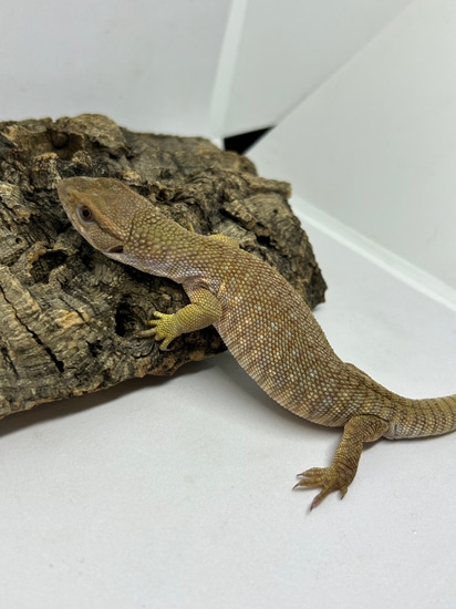 Savannah Monitor by Gorgeous Geckos