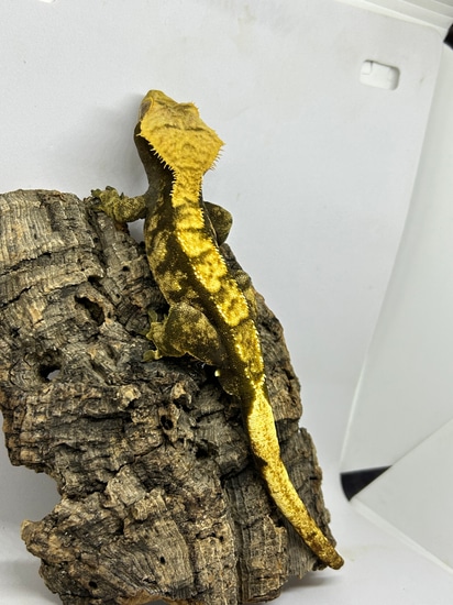 Yellow Harlequin Crested Gecko by Gorgeous Geckos