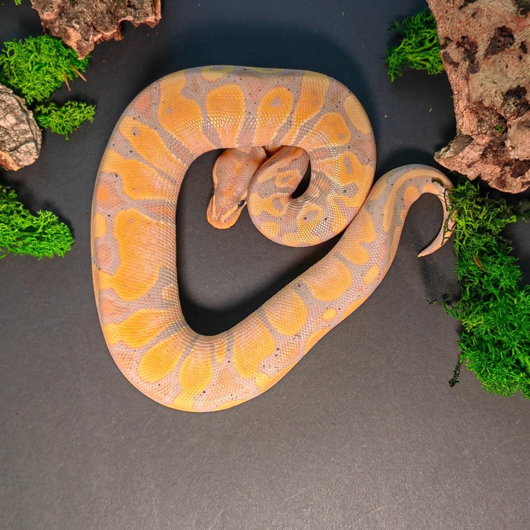 Banana Het Pied Ball Python by Gorgona Snakestudio - MorphMarket