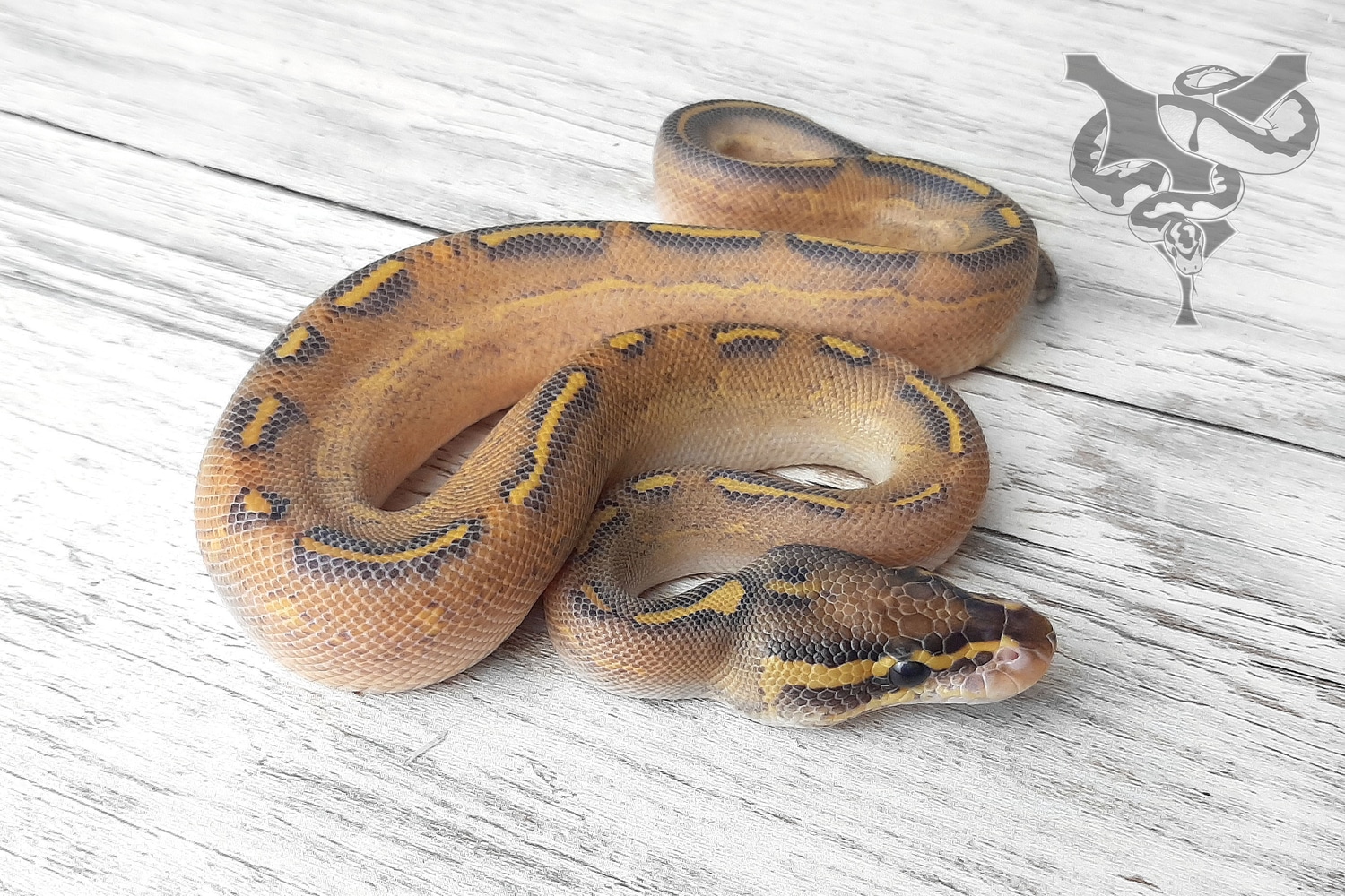 Highway Ball Python by Yggr Pythons - MorphMarket