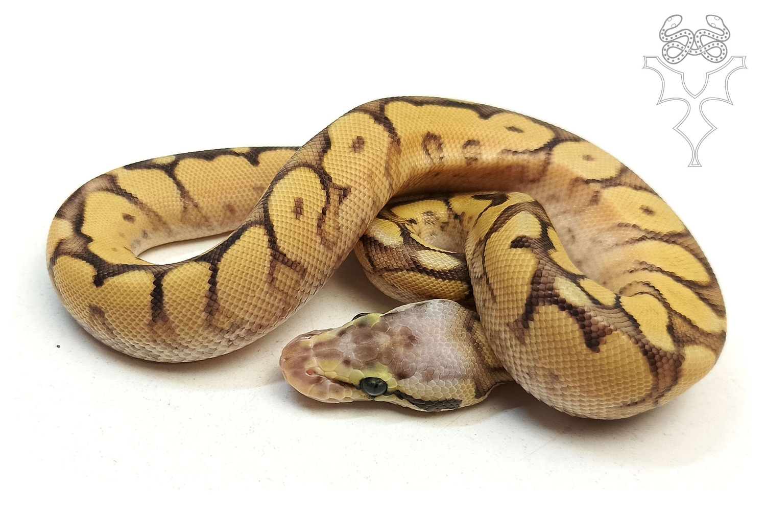 Pastel Spider Mojave Gravel Ball Python by Yggr Pythons - MorphMarket