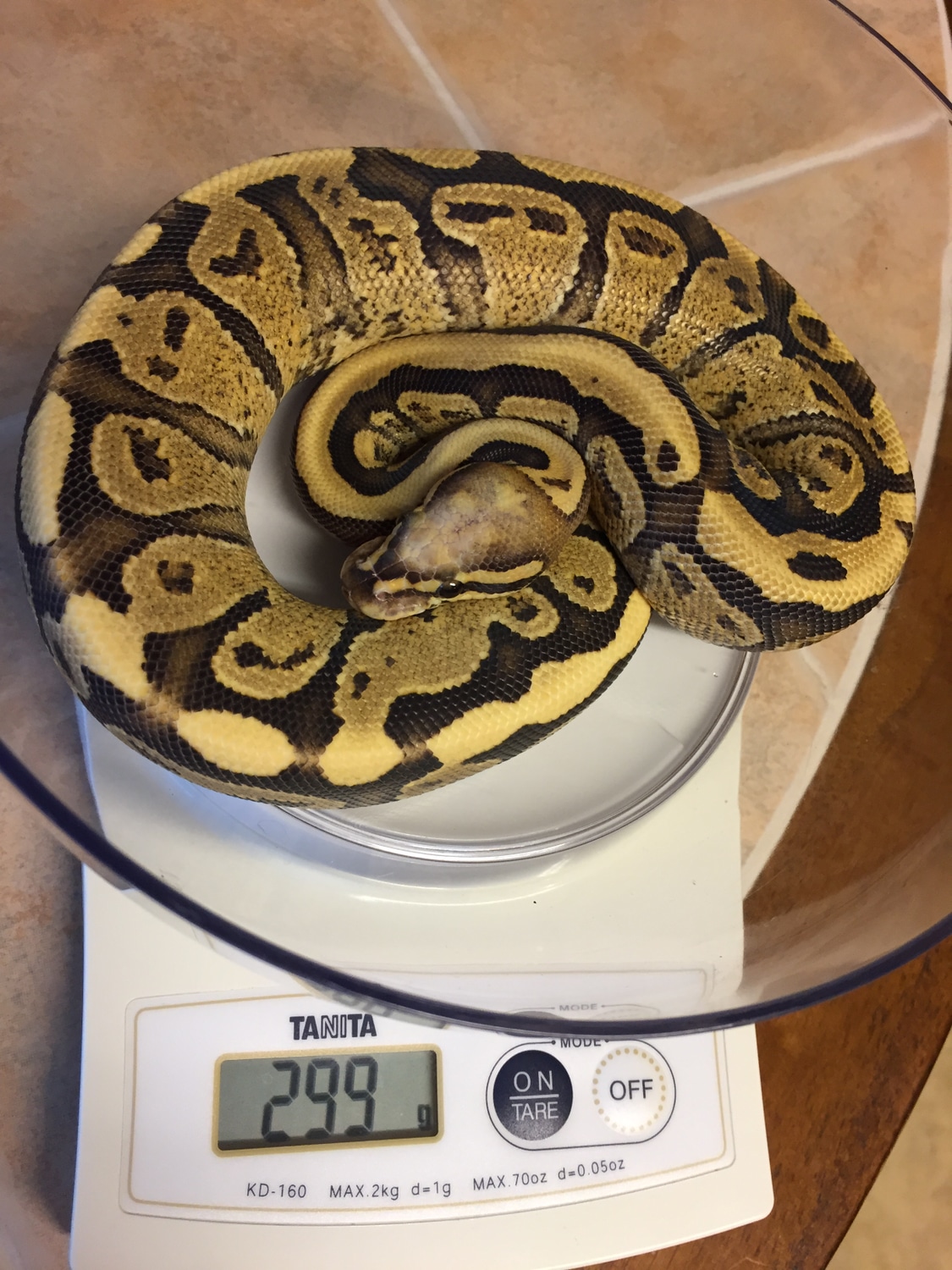 Super Vanilla YB Ball Python by Got Balls? - MorphMarket