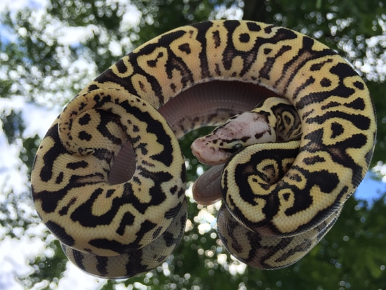 Super Pastel Leopard Spotnose Poss Het Pied Ball Python by Got Balls?