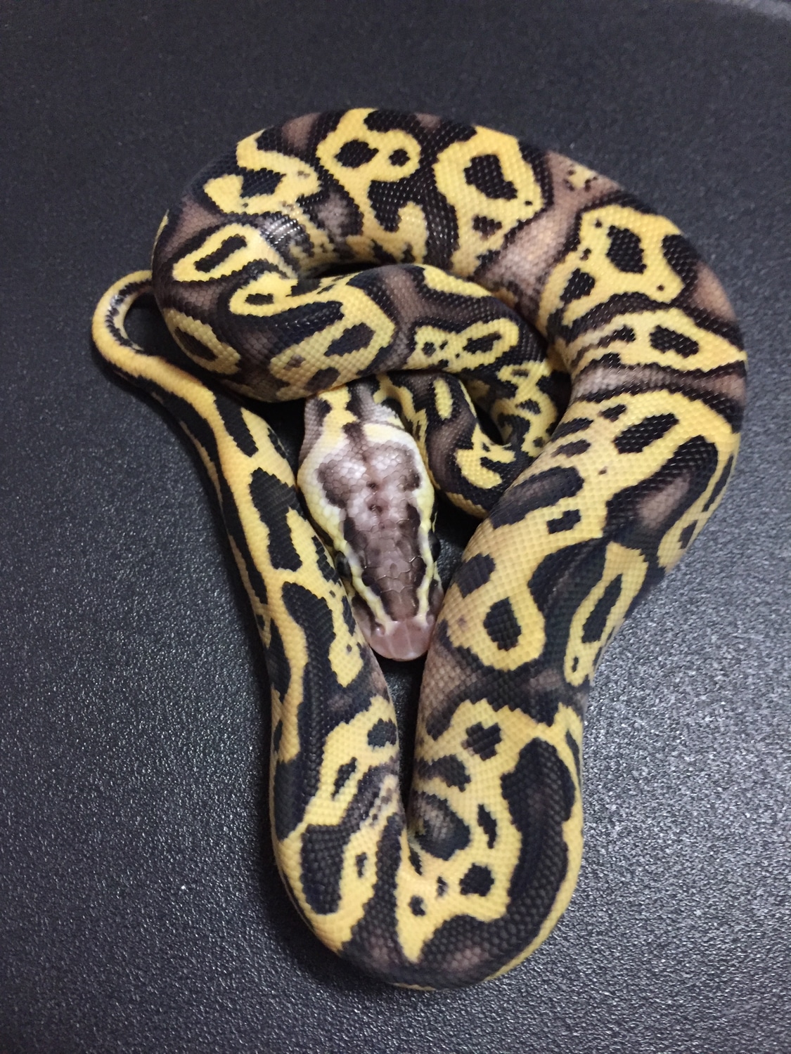 Leopard Firefly Pos Het Pied Ball Python by Got Balls? - MorphMarket