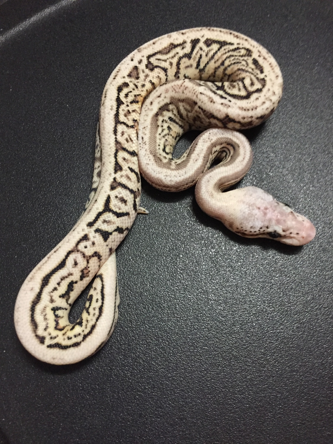 Superfly HGW Leopard Spotnose Pos Het Pied Ball Python by Got Balls ...