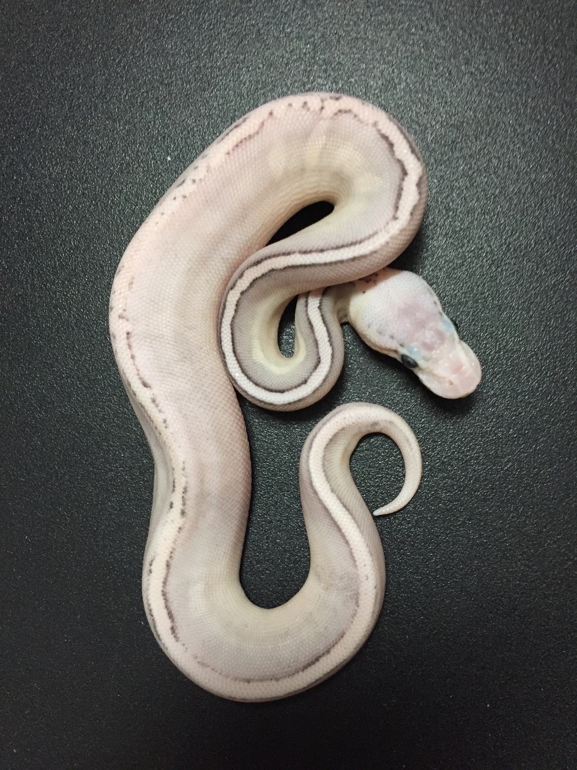 GHI Sterling Fire Ball Python by Got Balls? - MorphMarket