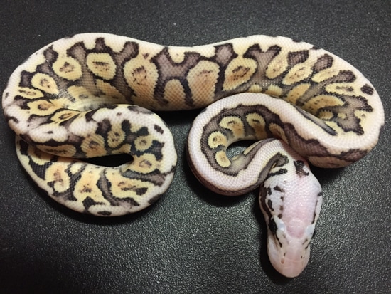 Super Pastel GHI Spotnose Vanilla Pos Het Pied Ball Python by Got Balls ...