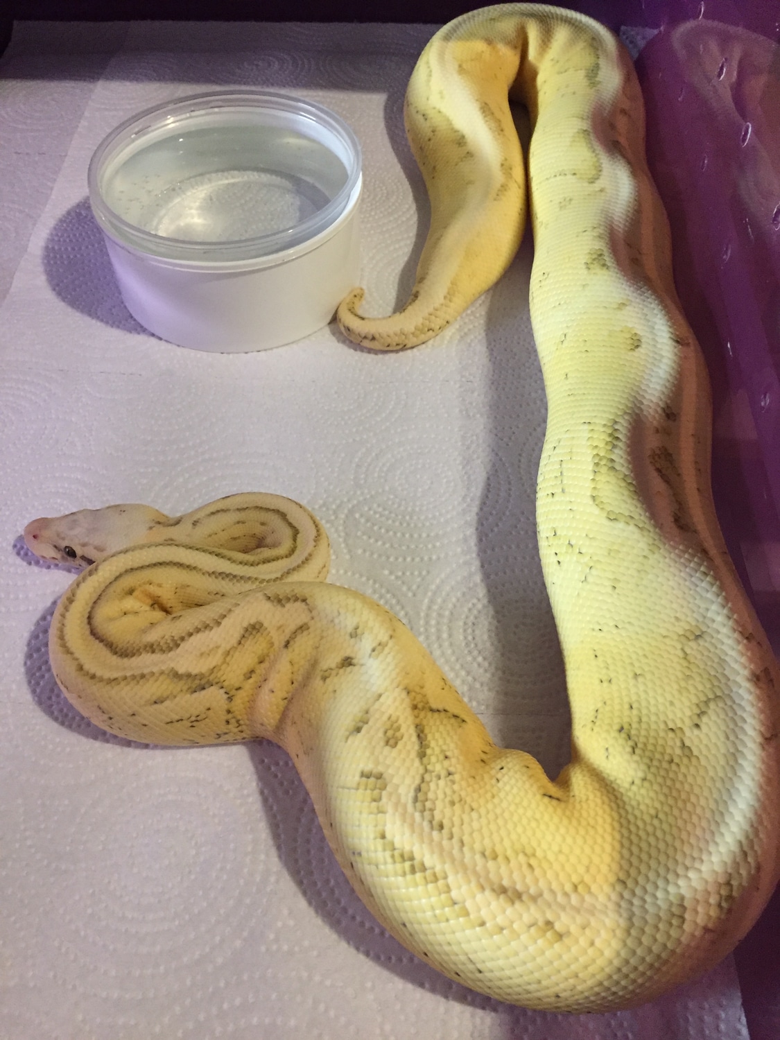 Vanilla Shoutout Pos YB Ball Python by Got Balls? - MorphMarket