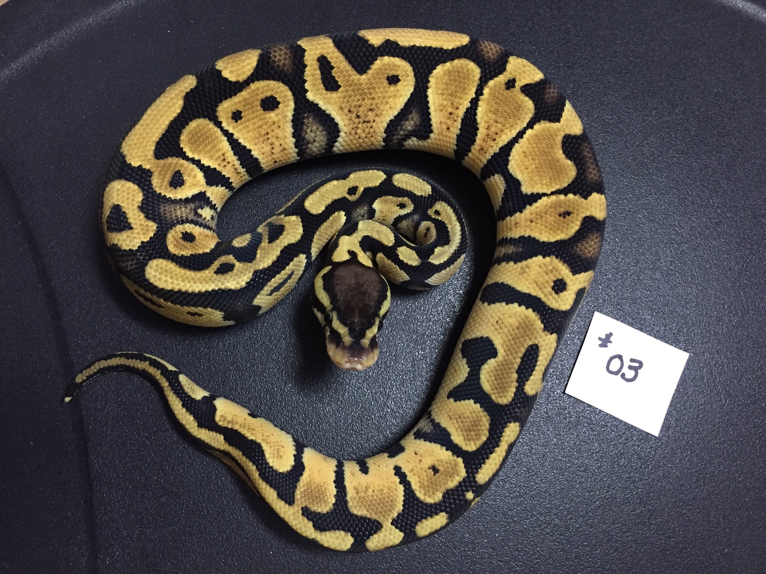 Pastel 100% Het Pied/50% Het VPI Axanthic Ball Python by Got Balls ...