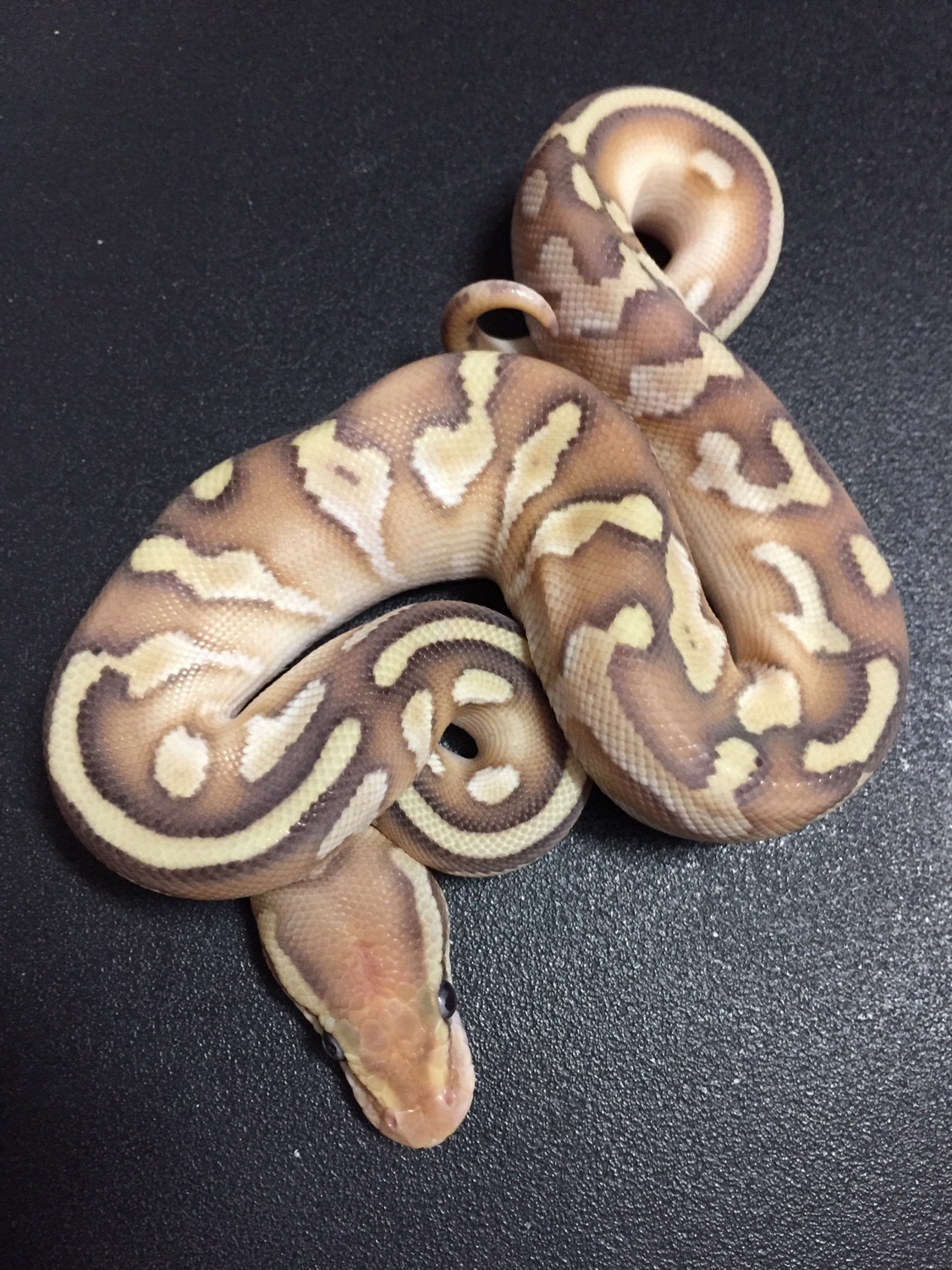 Chocolate Butter Het Ghost/50% Het Pied Ball Python by Got Balls ...