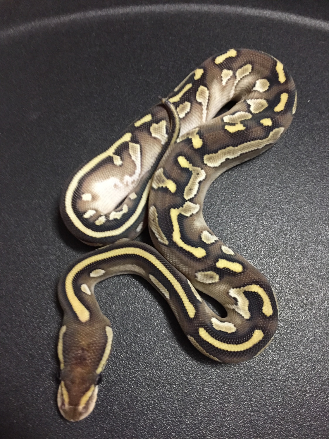 Chocolate Butter Leopard 100% Het Hypo/50% Het Pied Ball Python by Got ...