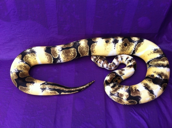 Proven Paradox Albino Ball Python by Got Balls & Geckos?