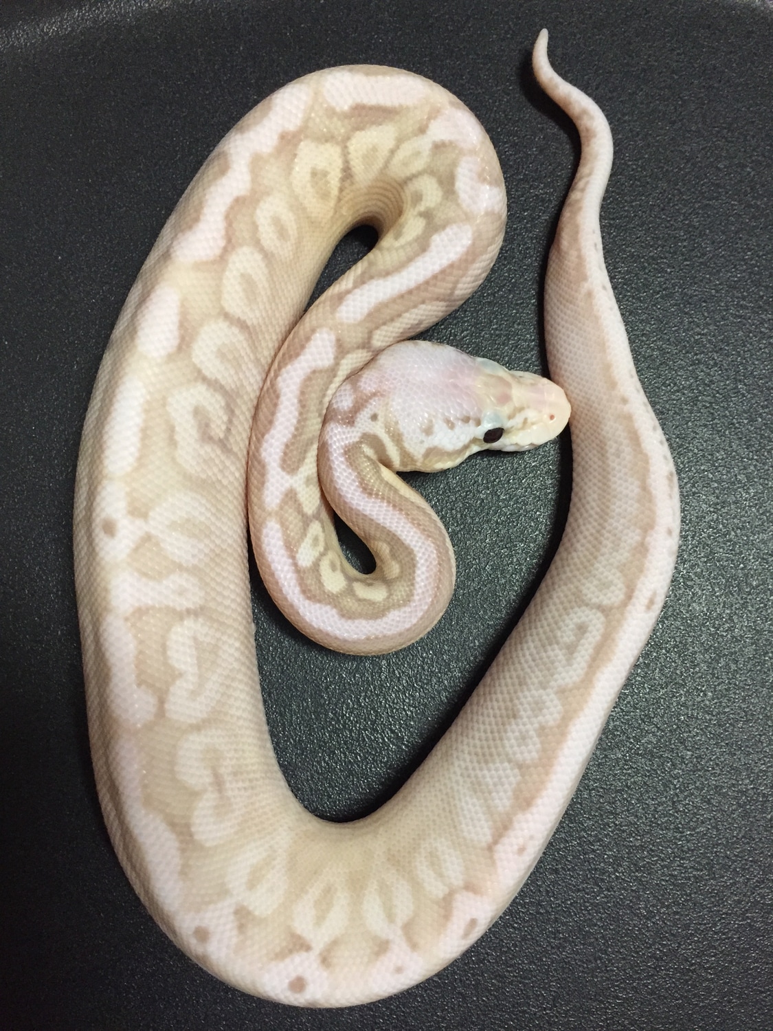Banana Pewter Spotnose Calico Het Clown Ball Python by Got Balls ...