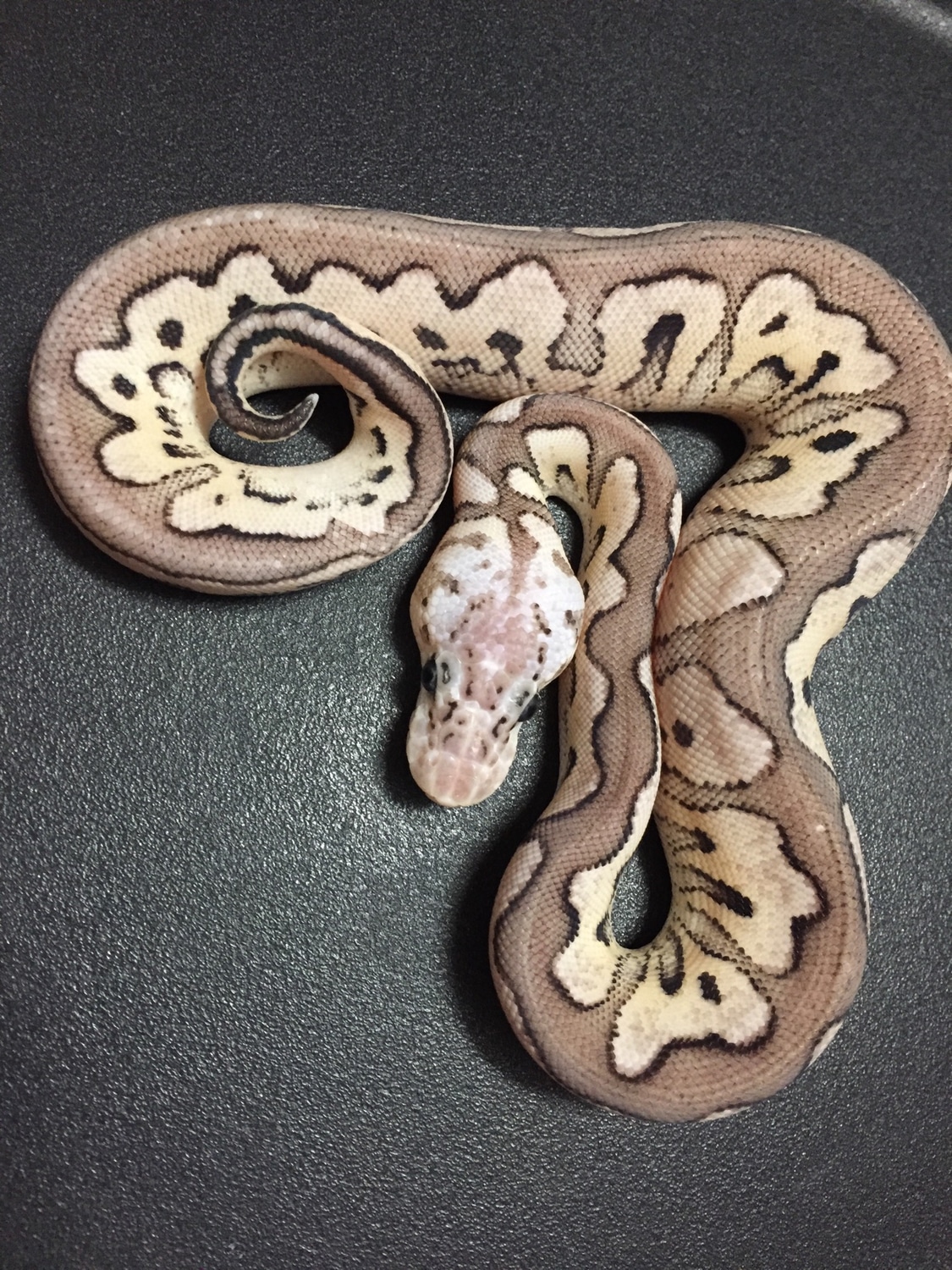 Pewter Spotnose Clown Ball Python by Got Balls? - MorphMarket