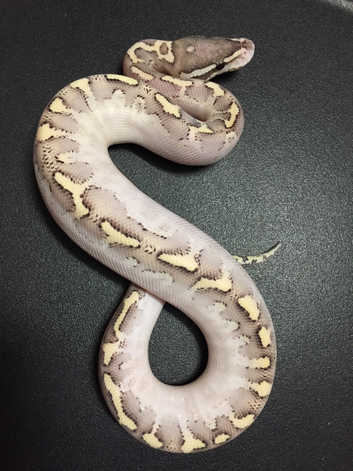 Bamboo Freeway Pos Calico Ball Python by Got Balls? - MorphMarket