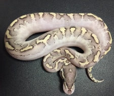 Bamboo Freeway Pos Calico Ball Python by Got Balls? - MorphMarket