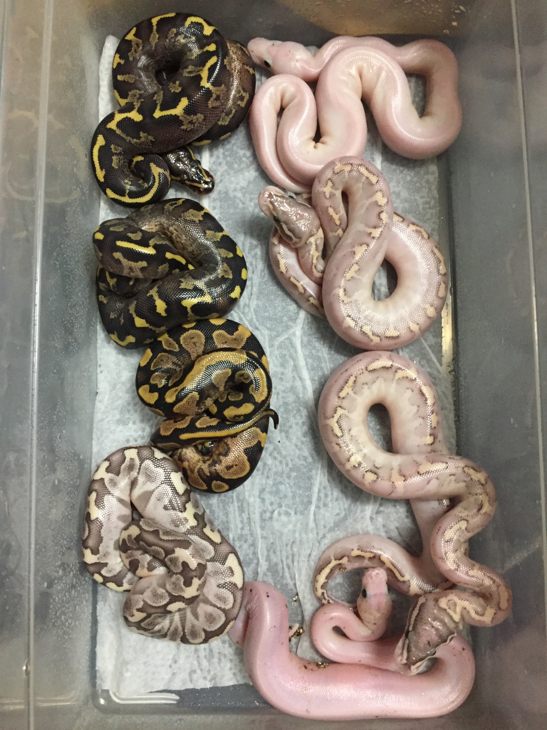 Bamboo Freeway Pos Calico Ball Python by Got Balls? - MorphMarket