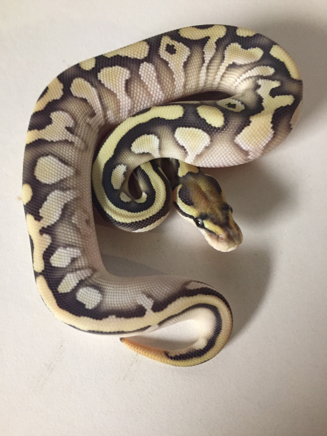 Butter Desert Ghost Ball Python by Got Balls? - MorphMarket