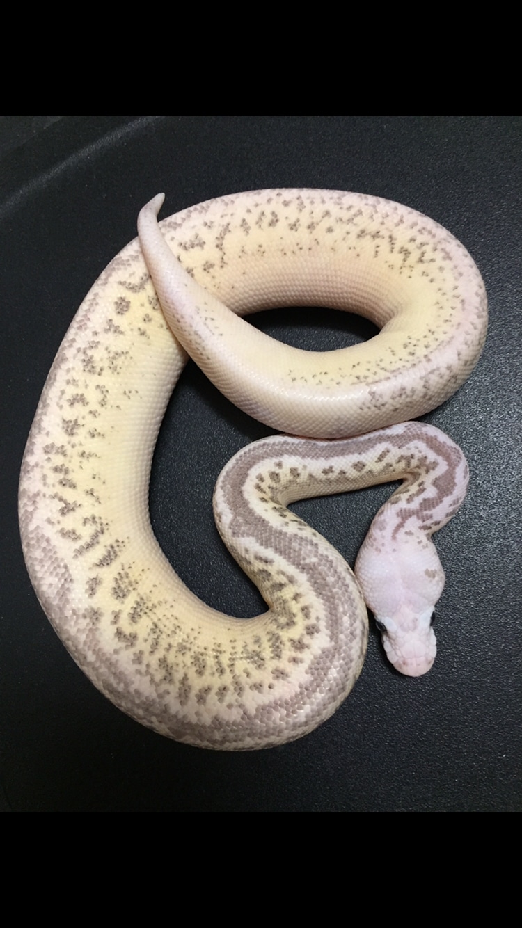 Banana Sterling Calico Clown Spotnose Ball Python by Got Balls ...