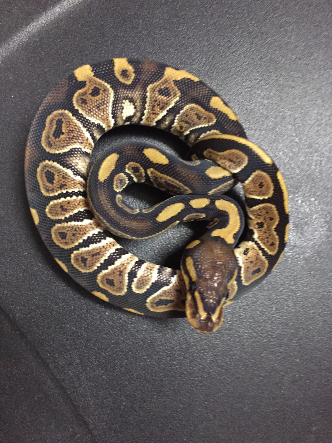 Chocolate Dbl Het Puzzle/Ghost Ball Python by Got Balls? - MorphMarket