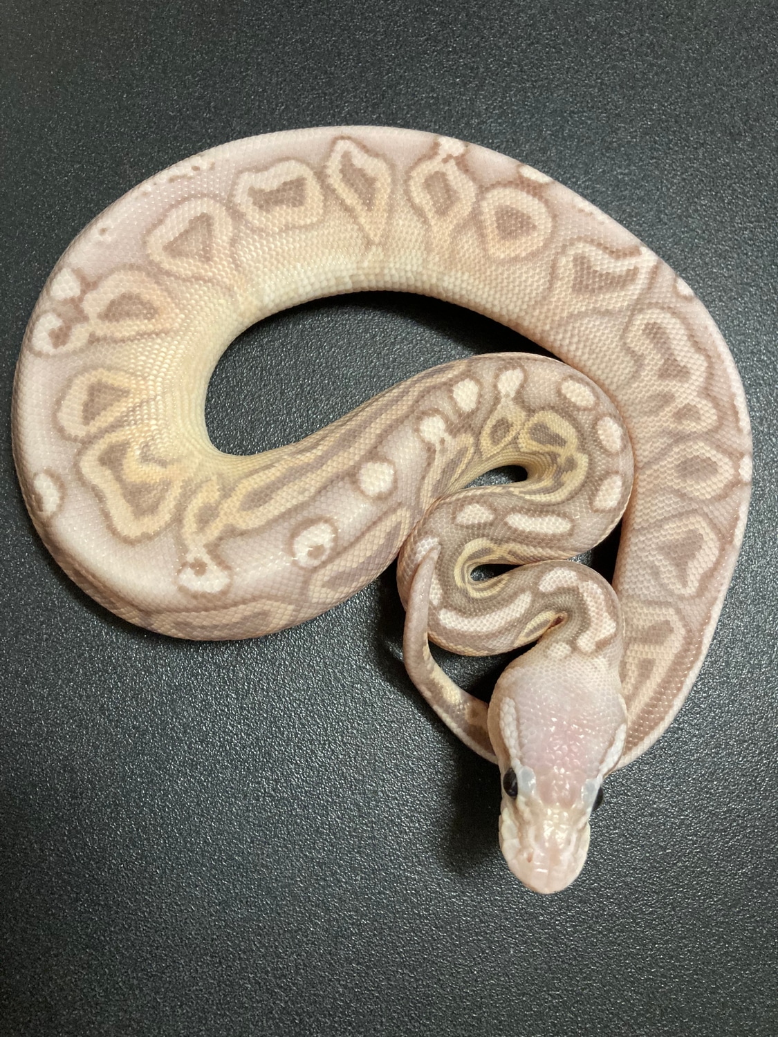 Pewter Banana Hurricane Het Clown Ball Python by Got Balls? - MorphMarket