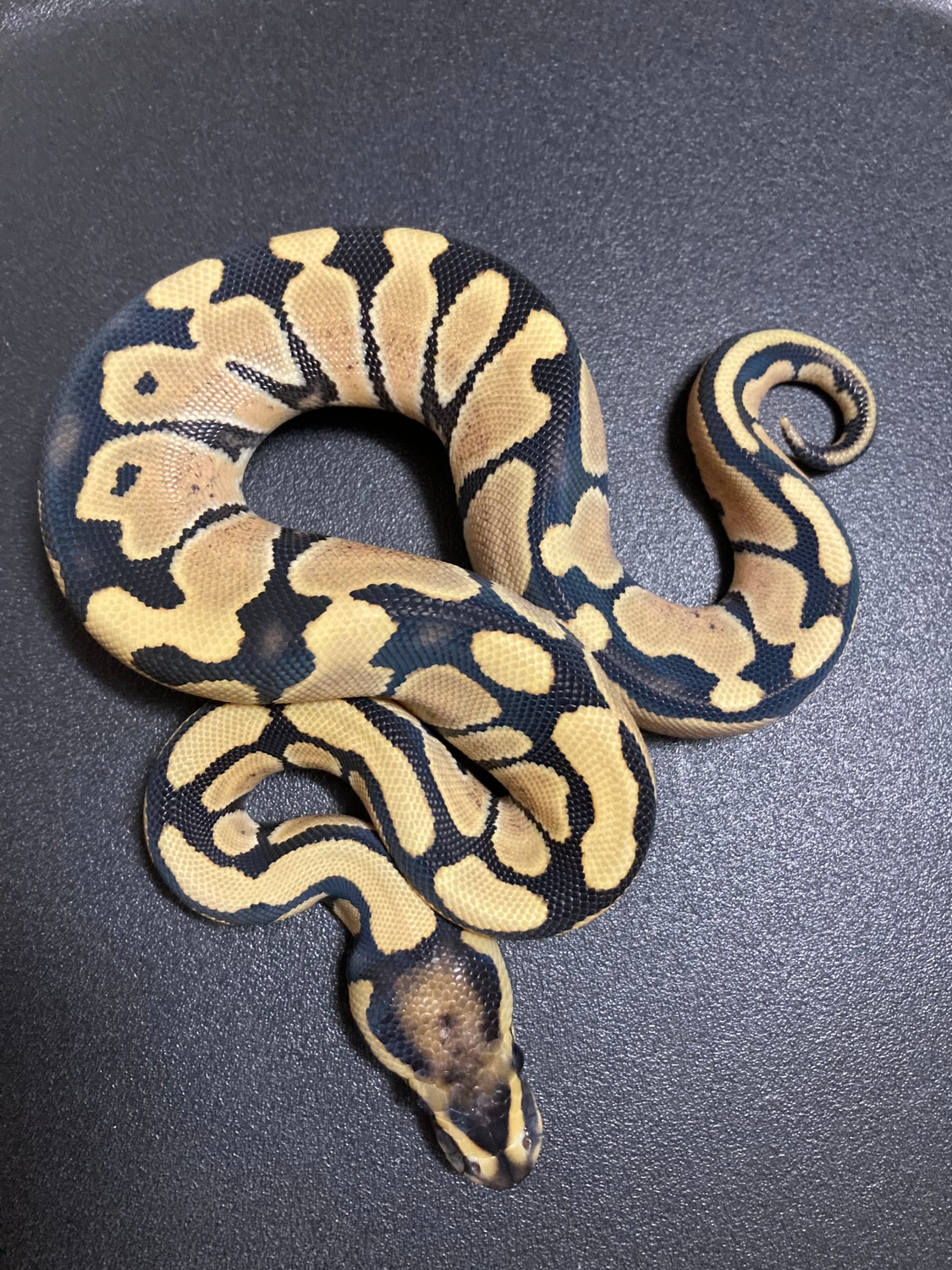DG Het Ghost Ball Python by Got Balls? - MorphMarket