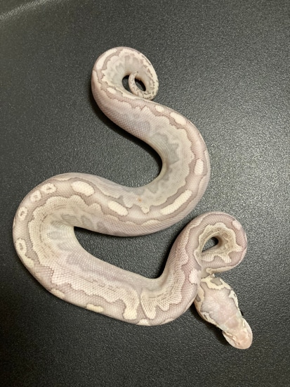 Super Pastel Bamboo Het Pied Ball Python by Got Balls & Geckos?