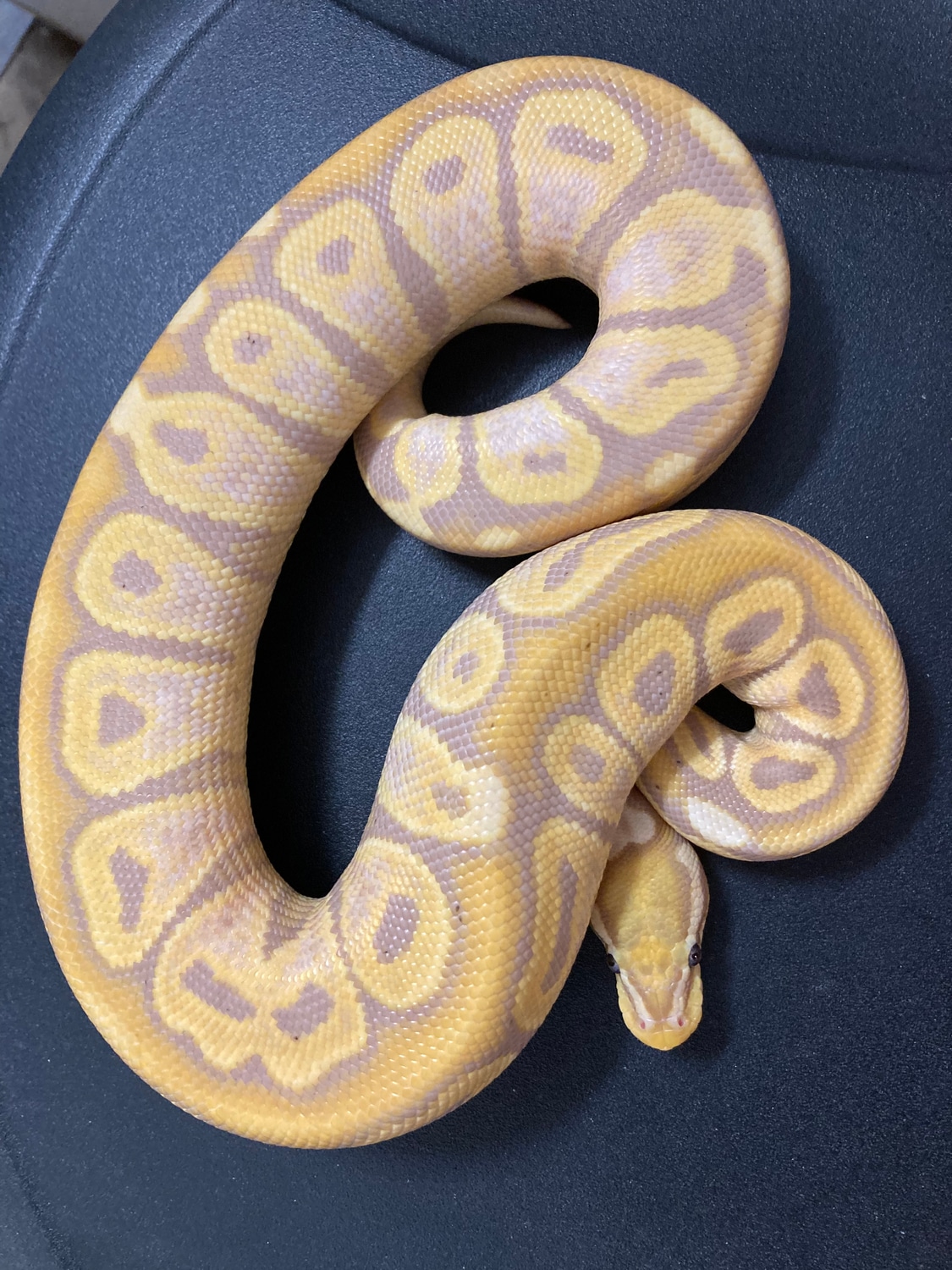 Chocolate Banana DH Puzzle/Ghost Ball Python by Got Balls? - MorphMarket