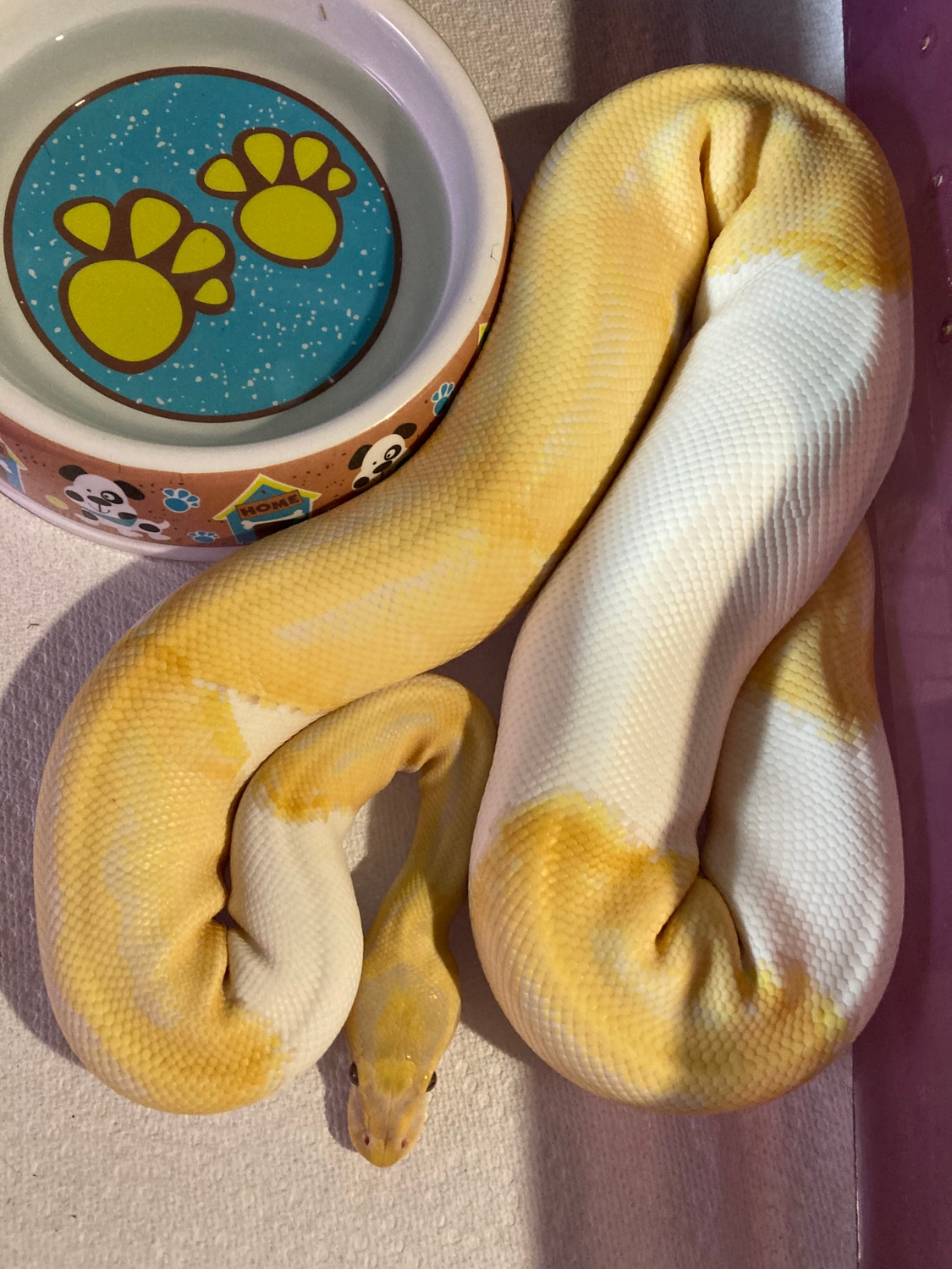 Dreamsicle Ball Python by Got Balls? - MorphMarket