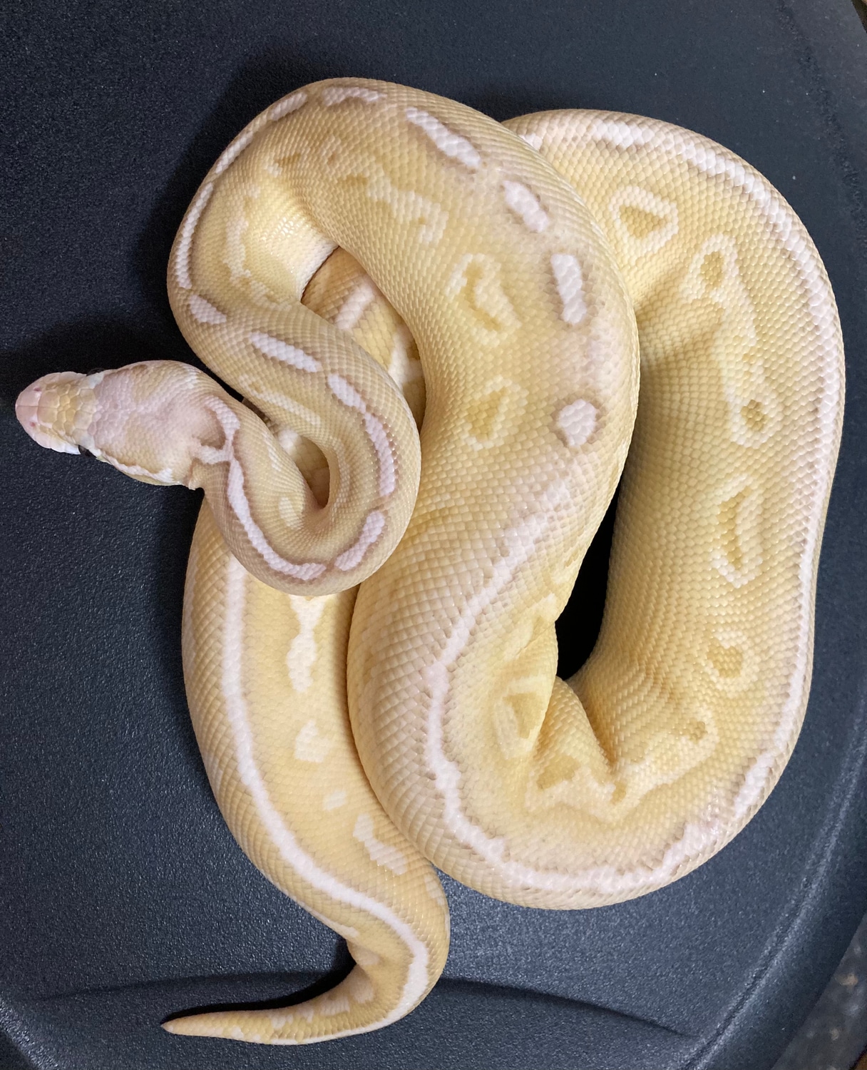Pewter Banana Lesser Pos Hurricane Het Clown Ball Python by Got Balls ...