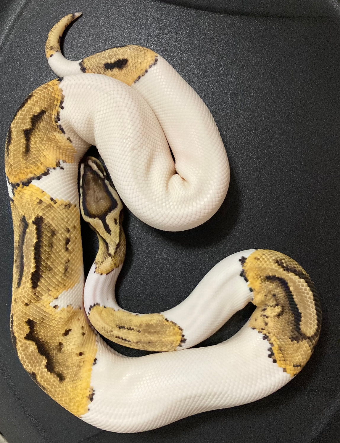 Pastel Pied Het VPI Axanthic Ball Python by Got Balls? - MorphMarket