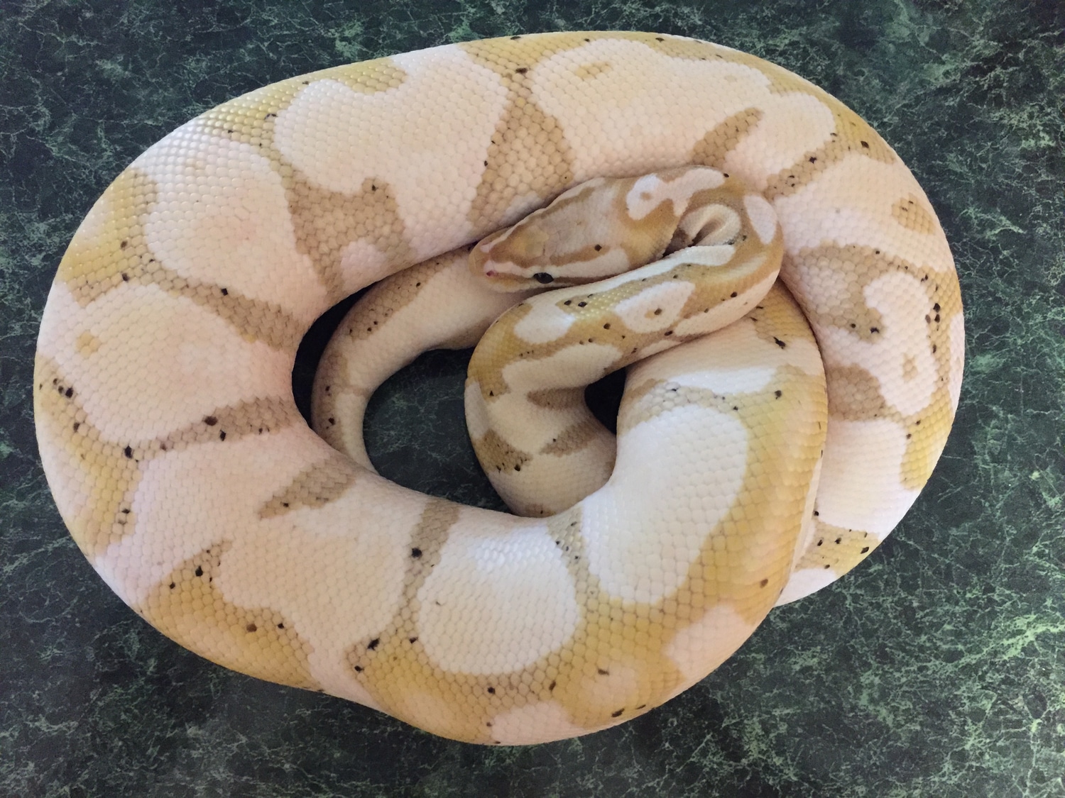 Pastel Banana VPI Axanthic Ball Python by Got Balls? - MorphMarket