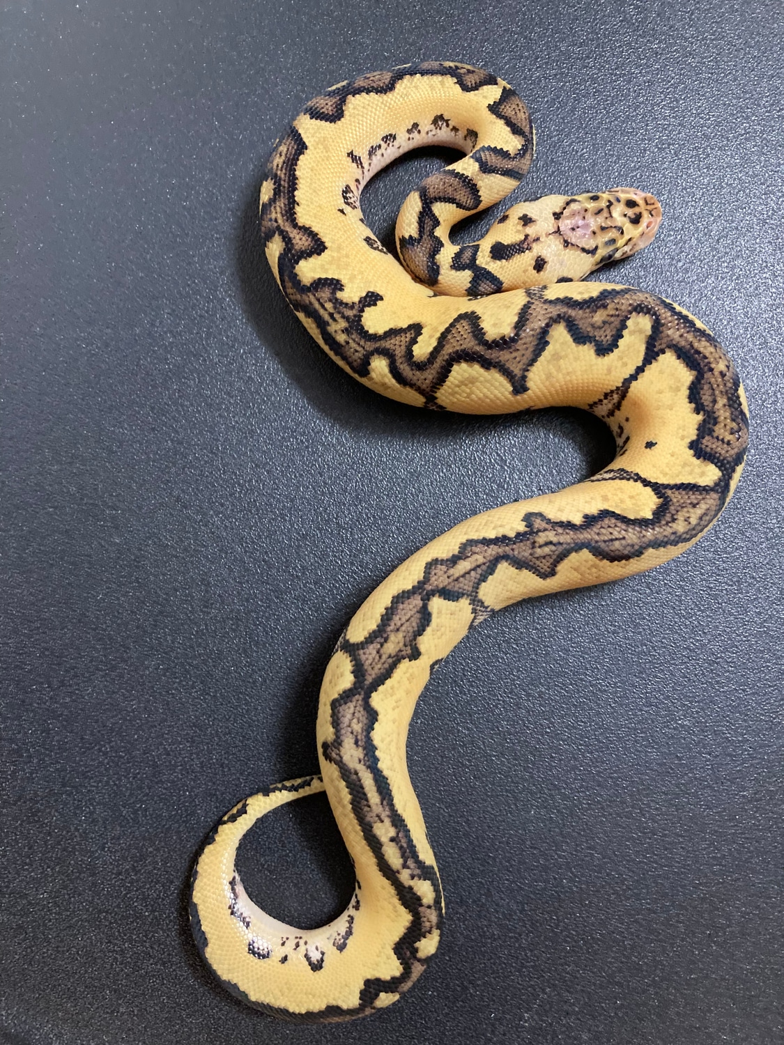 Pastel Enchi Clown Ball Python by Got Balls? - MorphMarket