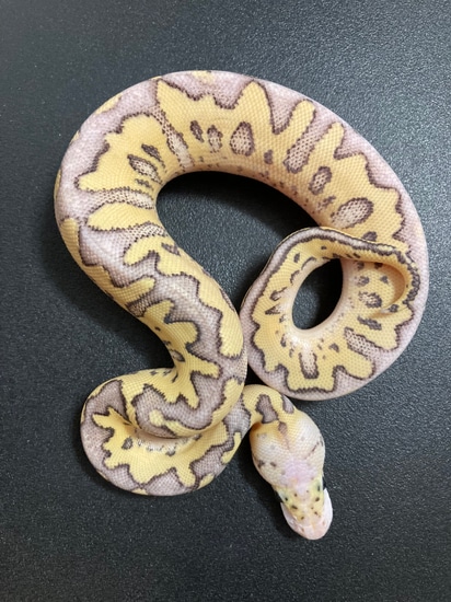 Superfly Clown Ball Python by Got Balls & Geckos?