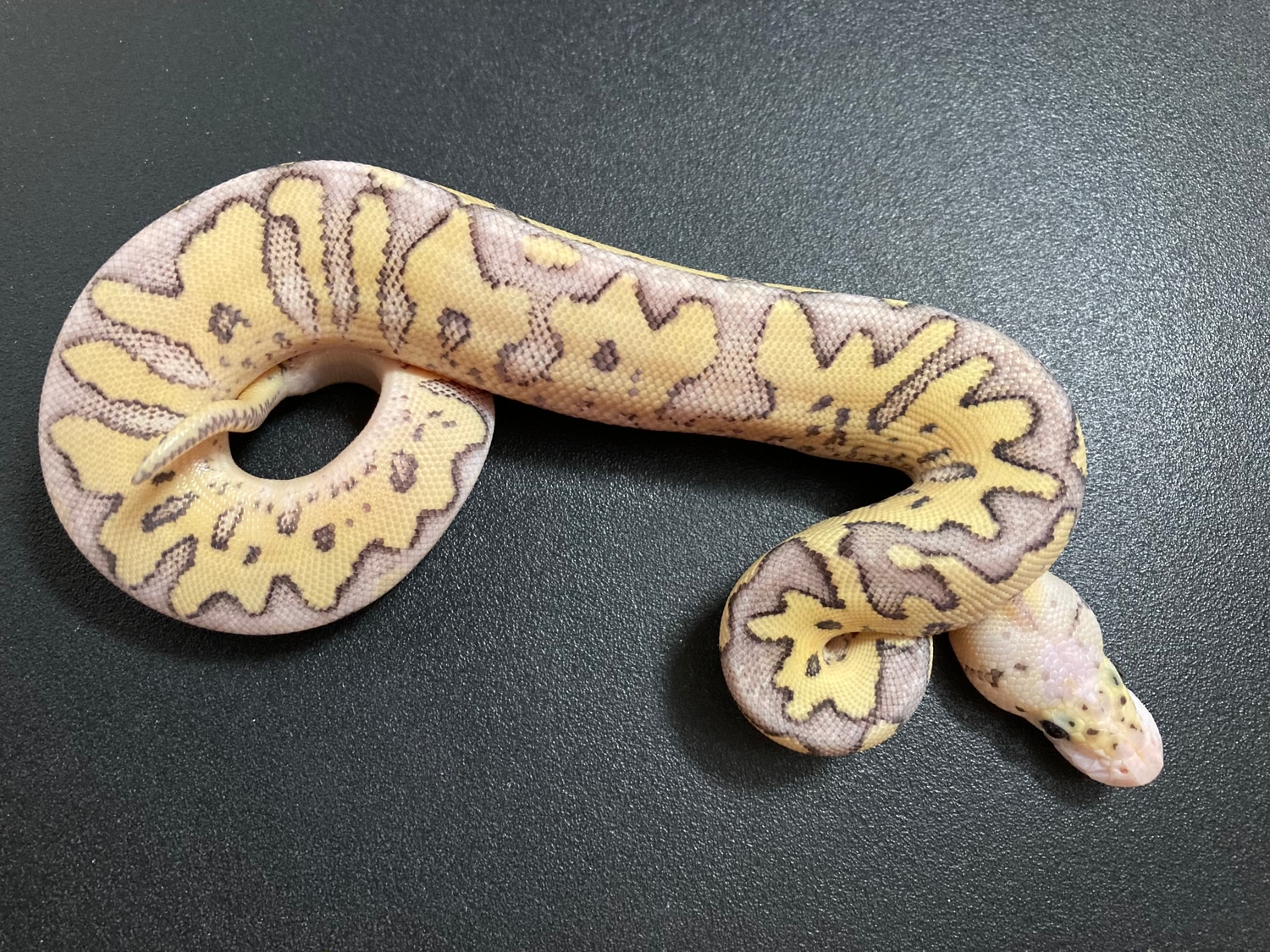 Superfly Clown Ball Python by Got Balls? - MorphMarket