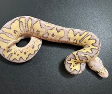 Superfly Clown Ball Python by Got Balls? - MorphMarket
