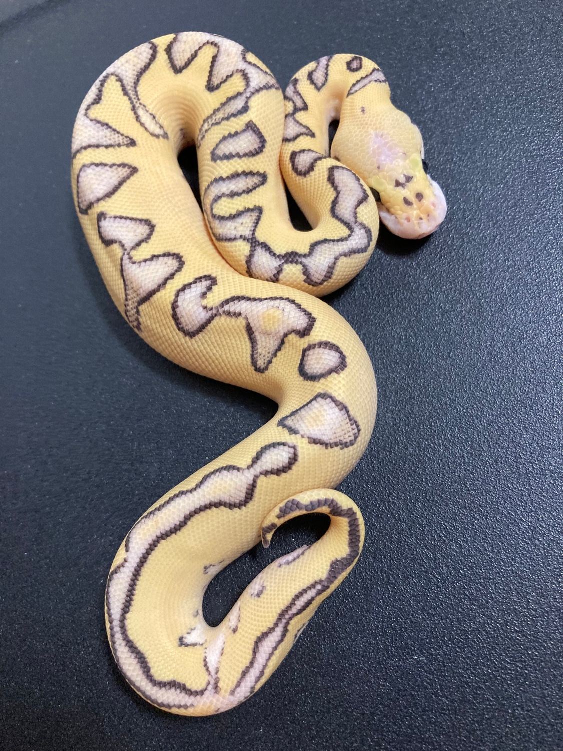 Superfly Enchi Clown Ball Python by Got Balls? - MorphMarket